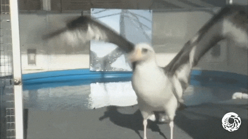 Albatross GIFs - Get the best GIF on GIPHY