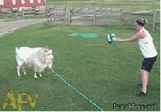 GIF by Random Goat - Find & Share on GIPHY