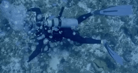 Kiss Triggerfish Scuba Diving GIFs - Get the best GIF on GIPHY