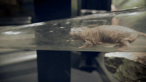 Animal Flip GIFs - Get the best GIF on GIPHY