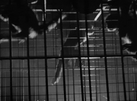 Despite All My Rage GIFs - Get the best GIF on GIPHY