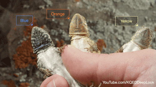 Orange Yellow GIFs - Get the best GIF on GIPHY