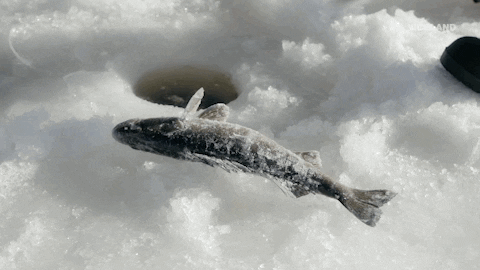 Frozen Fish GIF by Dead Set on Life - Find & Share on GIPHY