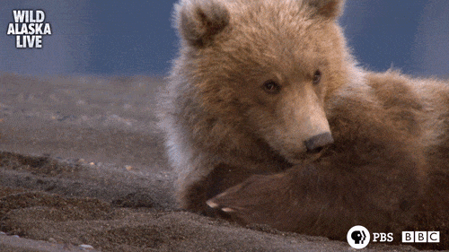 Alaska Live GIFs - Get the best GIF on GIPHY