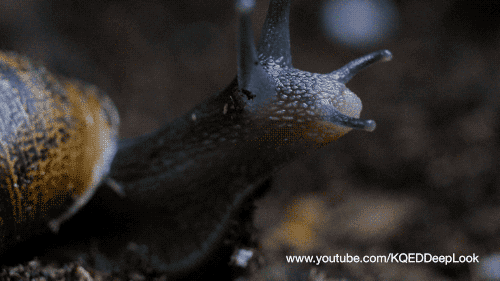 Snail GIF by PBS Digital Studios - Find & Share on GIPHY