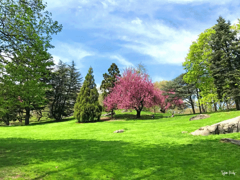 Wind In Cherry Tree GIFs - Get the best GIF on GIPHY