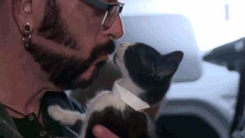A Talking Cat GIFs - Find & Share on GIPHY