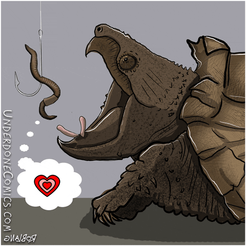 Alligator Snapping Turtle Bite Watermelon