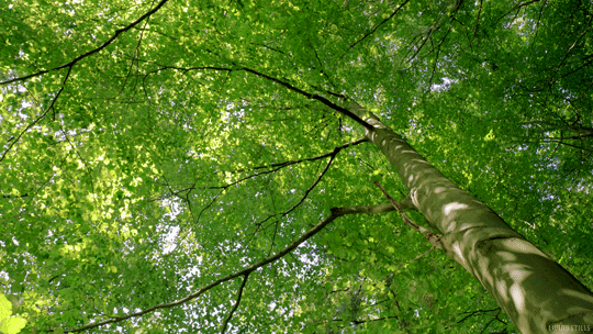 Water Tree GIF by Living Stills - Find & Share on GIPHY