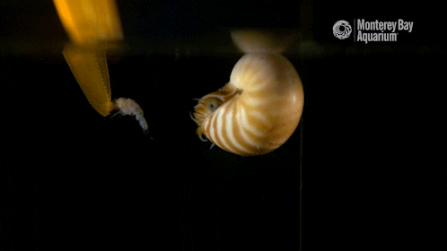 Chambered Nautilus GIFs - Find & Share on GIPHY