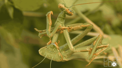 Praying Mantis Wtf GIF by PBS Digital Studios - Find & Share on GIPHY