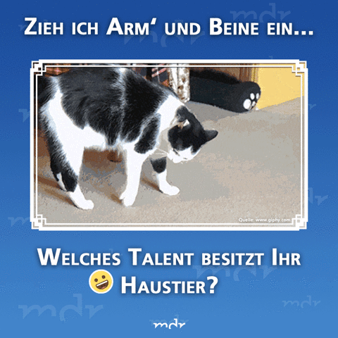 Cat Playing Ball GIFs - Get the best GIF on GIPHY