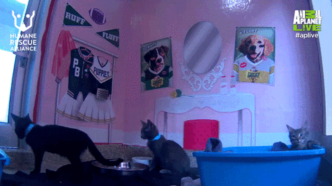 Kitten Cam GIFs - Get the best GIF on GIPHY