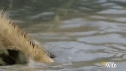 Nat Geo Wild Splash GIF by Savage Kingdom - Find & Share on GIPHY