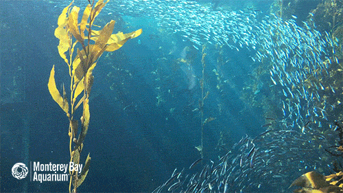 Animated School Of Fish Gif