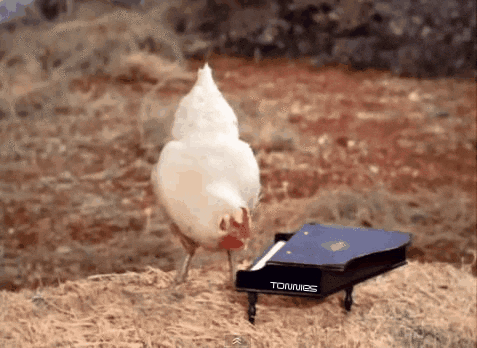Chicken-playing-the-piano GIFs - Get the best GIF on GIPHY