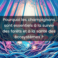 Decompose Gifs Find Share On Giphy Find & Share On GIPHY