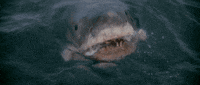 Roy Scheider Jaws Gif
