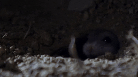 National Geographic Howling Mouse GIF by Nat Geo Wild - Find & Share on ...