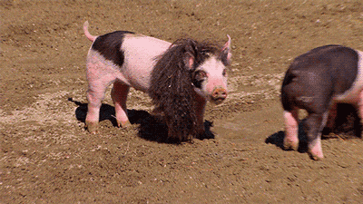 Wig Party GIFs - Get the best GIF on GIPHY