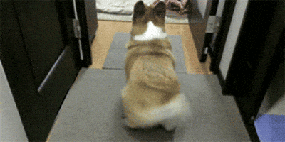 Corgi Wiggle GIFs - Get the best GIF on GIPHY