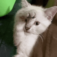 Grossed Out Cat Gif