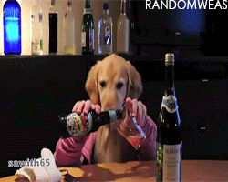 Dogs-with-human-hands GIFs - Get the best GIF on GIPHY