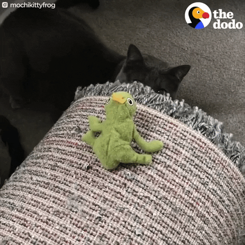 Cat Frog GIF by The Dodo - Find & Share on GIPHY