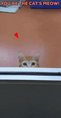 Meow Cat Gif