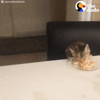 Cat Cat Eating Cat Eating Chips GIFs - Find & Share on GIPHY