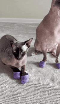 Cat With No Legs Gif