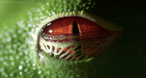 Red-eyed-tree-frog GIFs - Get the best GIF on GIPHY