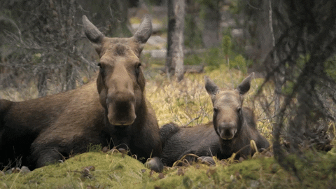Twig Eater GIFs - Get the best GIF on GIPHY