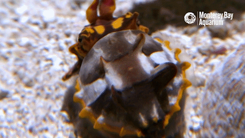 Flamboyant Cuttlefish GIF by Monterey Bay Aquarium - Find & Share on GIPHY