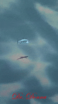 Shark Attack Gif