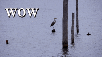 Wowowowow Clips - Find & Share on GIPHY