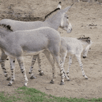 Animals Giving Birth Gifs