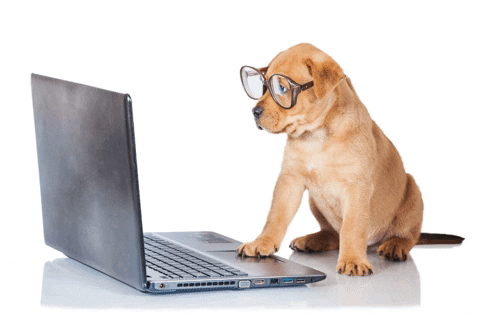 Education Pets GIF by petwebinar - Find & Share on GIPHY