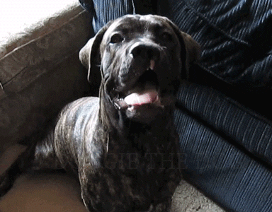 Cane Corso GIFs - Get the best GIF on GIPHY