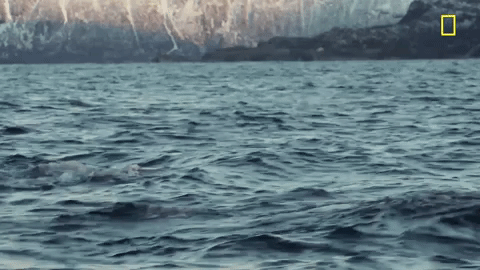 Hostile Planet: Oceans by National Geographic TV | GIPHY