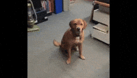 Dog Catch Fail Gif