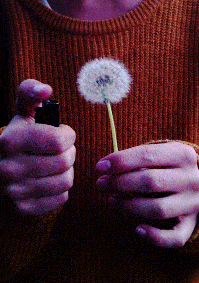 Dandelions-on-fire GIFs - Get the best GIF on GIPHY