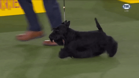 GIF by Westminster Kennel Club - Find & Share on GIPHY