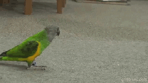Parrot GIFs - Find & Share on GIPHY