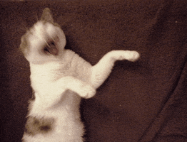Nodding Cat GIFs - Find & Share on GIPHY
