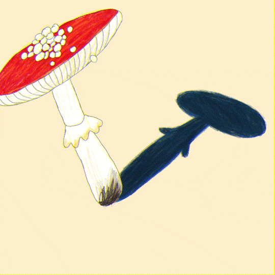 Mushroom Fungi GIF by notofagus - Find & Share on GIPHY