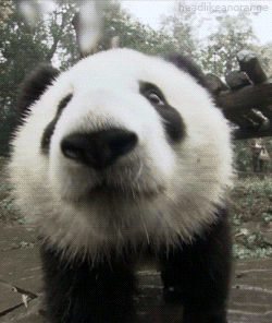 Wild-about-pandas GIFs - Get the best GIF on GIPHY
