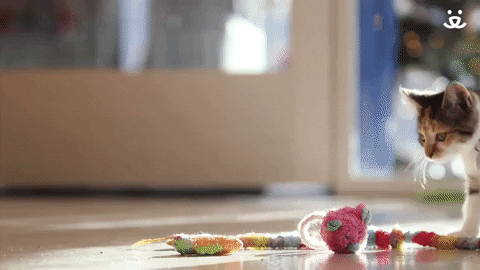 Kitten Break by Best Friends Animal Society | GIPHY