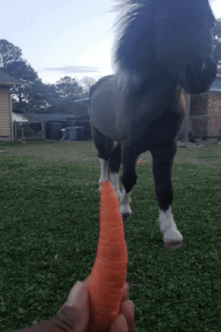 Mini Pony GIFs - Get the best GIF on GIPHY