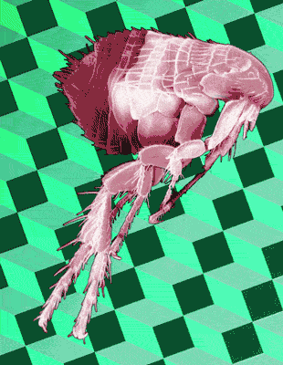 Animation Flea GIF by weinventyou - Find & Share on GIPHY